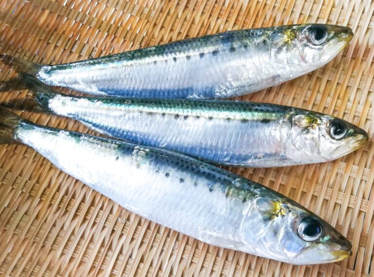 Dhaが多い魚ランキング｜効果や摂取方法も合わせて紹介 ノビママ中学受験