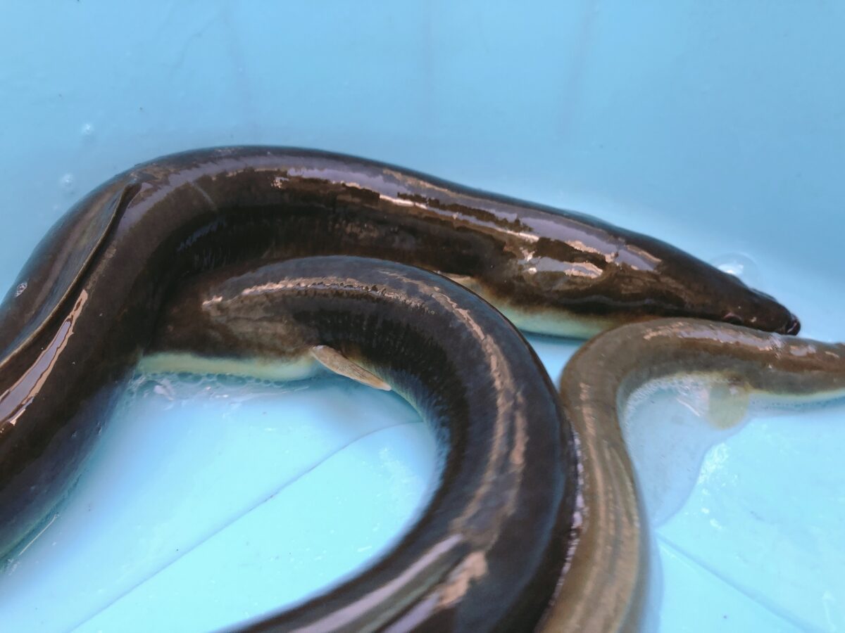 Dhaが多い魚ランキング｜効果や摂取方法も合わせて紹介 ノビママ中学受験