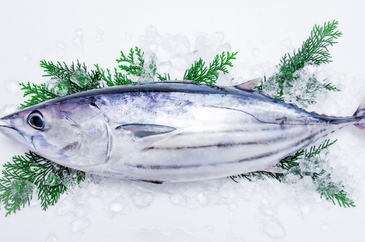 Dhaが多い魚ランキング｜効果や摂取方法も合わせて紹介 ノビママ中学受験
