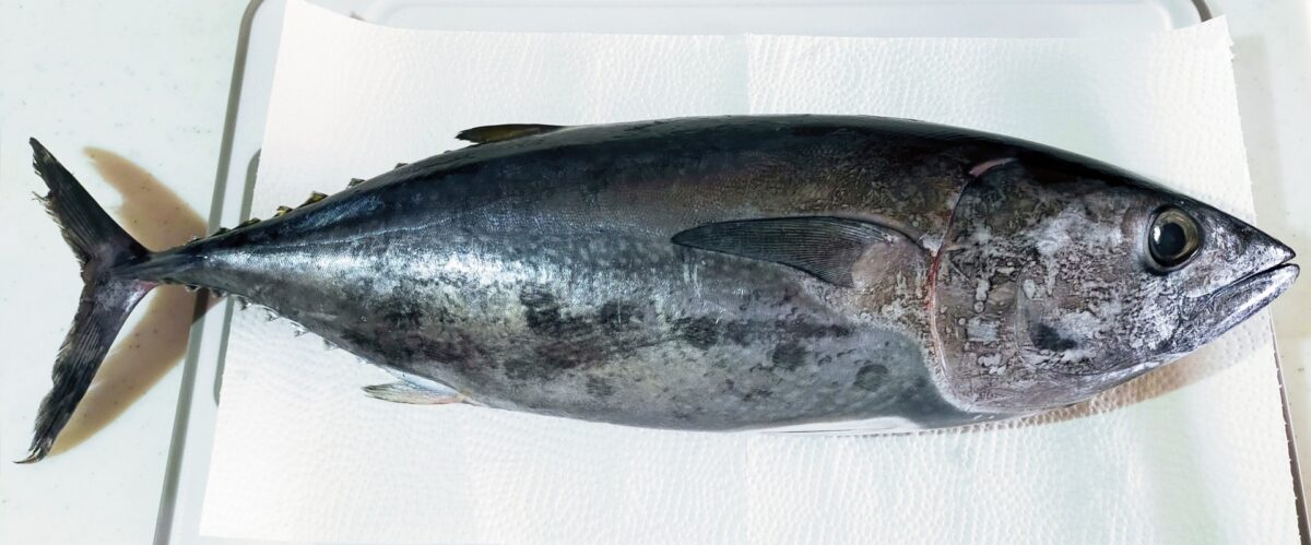Dhaが多い魚ランキング｜効果や摂取方法も合わせて紹介 ノビママ中学受験
